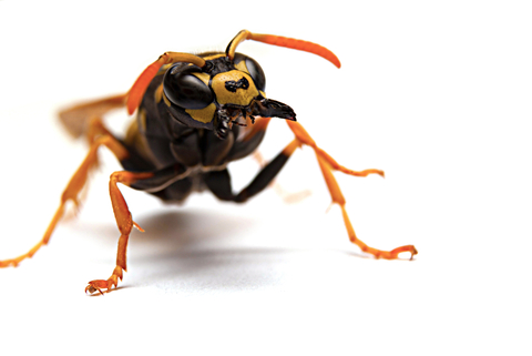 armadillo wasp