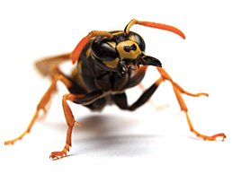 Wasp Control: Prevention & Removal of Wasps