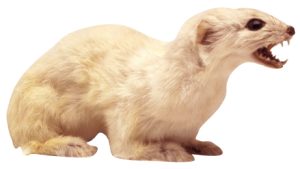 Weasel Identification Tips: What Does a Weasel Look Like?