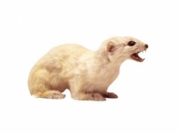 Weasel Control: Trapping & Removal Service