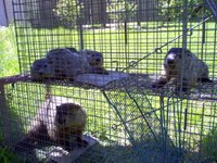 Groundhog Traps: Common Groundhog Trap & Deterrent Methods