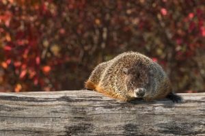 Woodchuck Pictures: Photo Gallery with Images of Woodchucks