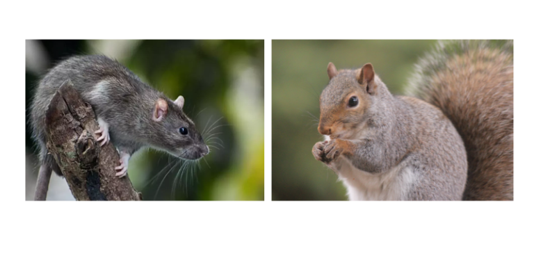 Determine Squirrel vs Rat Infestation - Compare Droppings, Nests ...