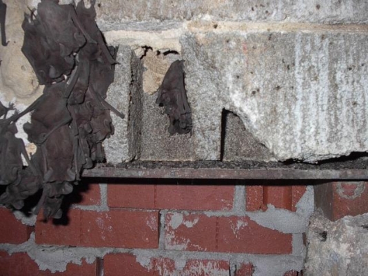 Bat Diet & Feeding Schedule | Critter Control