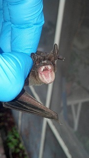 Bats and Rabies: Rabid Bat Safety & Control