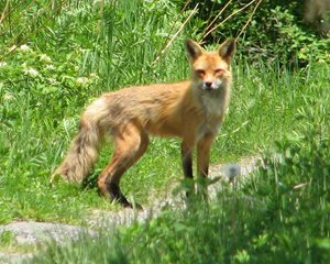 Fox in the House: Exclusion & Removal | Critter Control