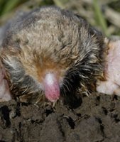 Types of Moles: Species Found in the United States | Critter Control