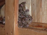 Mice in Attic: How They Get There & Removal | Critter Control