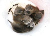 It's Raccoon Baby Season