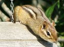 Chipmunk Traps & Deterrents: Information on Trapping Chipmunks