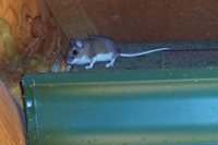 Mice in Walls: How to Remove a Mouse in Your Wall | Critter Control