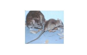 How to Get Rid of Rats in an Apartment - Critter Control
