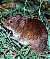 Voles in Yard: Identification & Removal of Vole Infestations