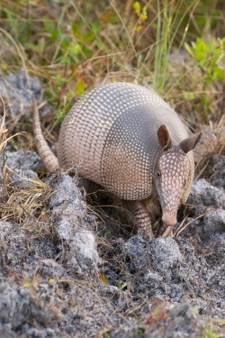 Armadillo Damage Repair