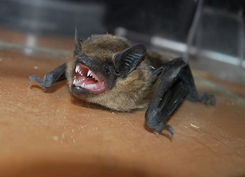 Bat Appearance - What Does a Bat Look Like? | Critter Control