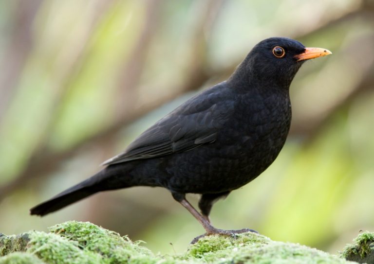 Blackbird Identification: What Does a Blackbird Look Like?