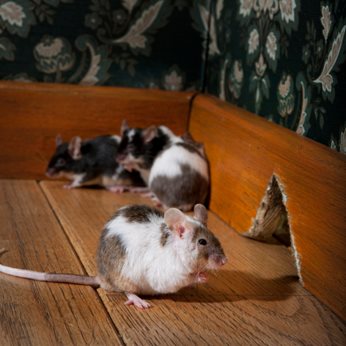 Fear of Mice: Phobias & Control | Critter Control