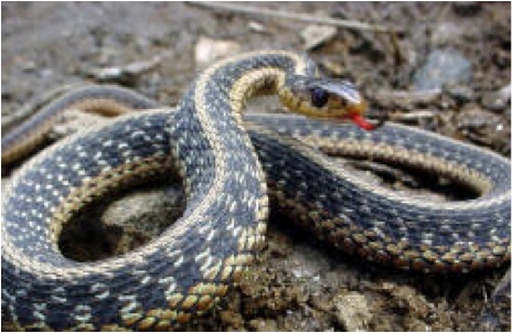 Do Snakes Hibernate? - Critter Control - Snake Winter Activity in Home