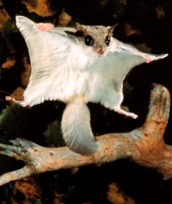 flying squirrels as pets