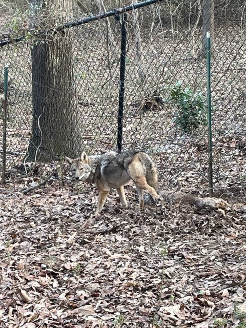 Why is a coyote in my backyard? - Critter Control - Coyote Control