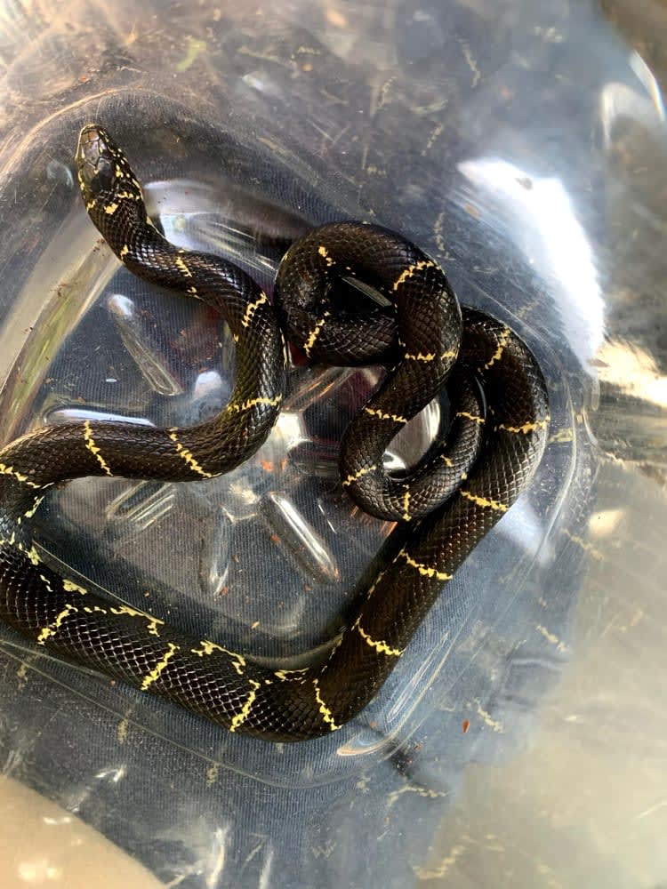 Snakes in Bathroom: Entry & Removal | Critter Control