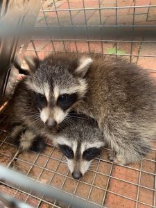It's Raccoon Baby Season