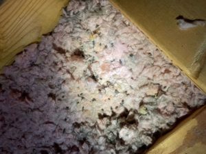 Uncover a Rodent Infestation by Identifying Common Rodent Droppings