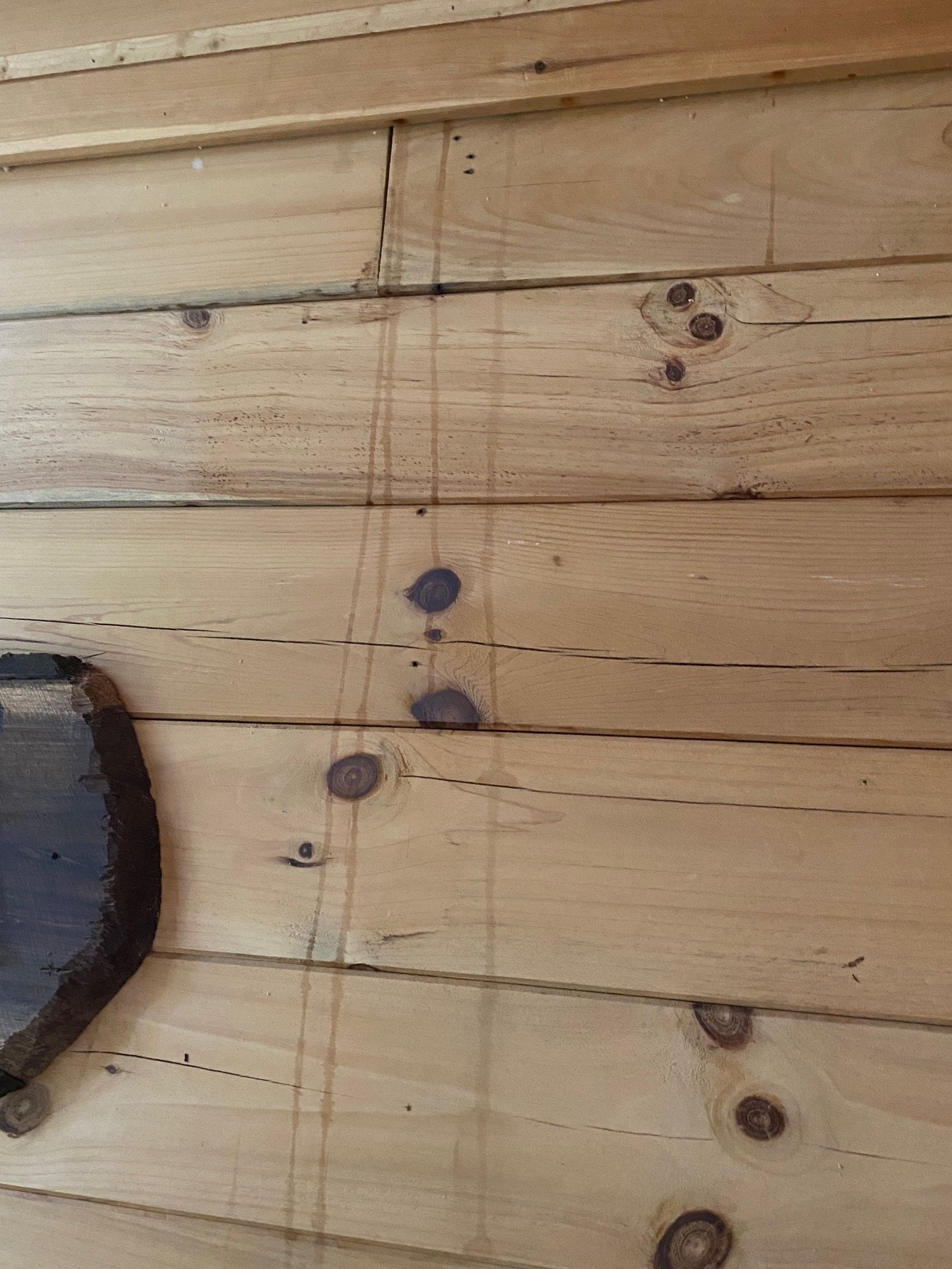 Flying Squirrel in the House: Problems, Prevention & Removal