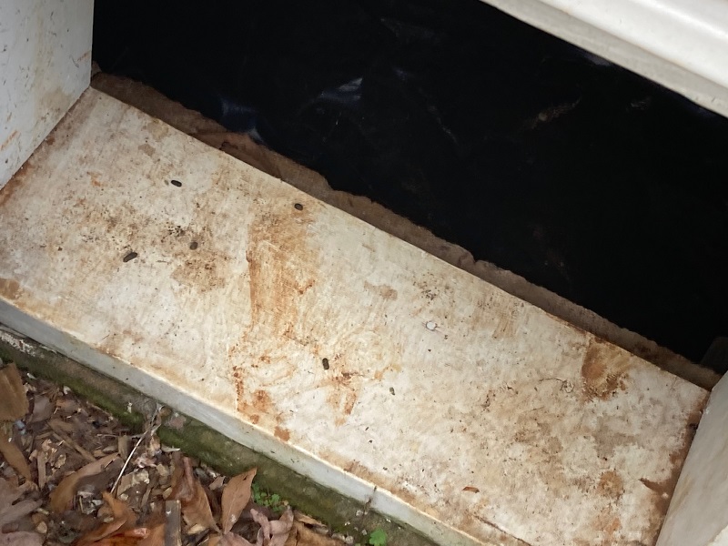 Skunk Control in Nashville, TN - Critter Control