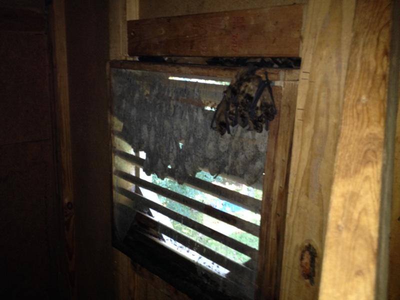 do sonic bat repellers work