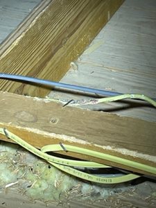 Can squirrels cause damage to your house? - Identify squirrel damage to ...