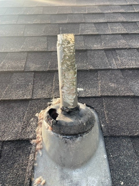 Get Rid of Squirrels in Vents: Problems & Removal