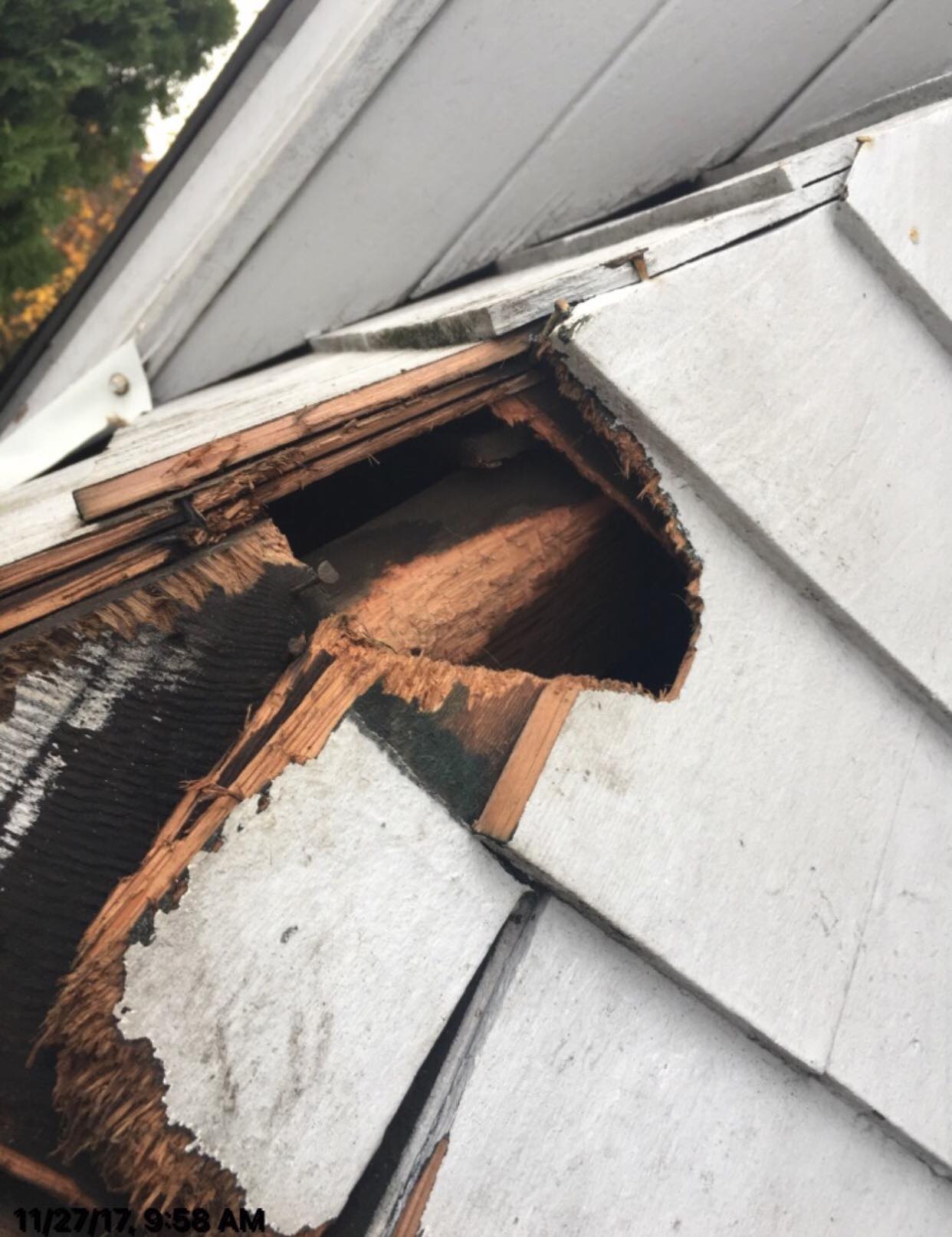 Can squirrels cause damage to your house? - Identify squirrel damage to ...