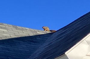 How Do Squirrels Get in My Roof and Soffits? - Critter Control ...