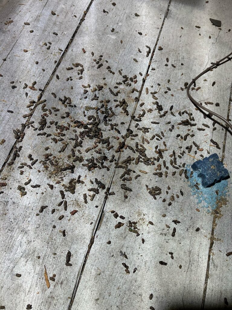How to Identify Bat Guano - Critter Control - Signs of Bat Infestation