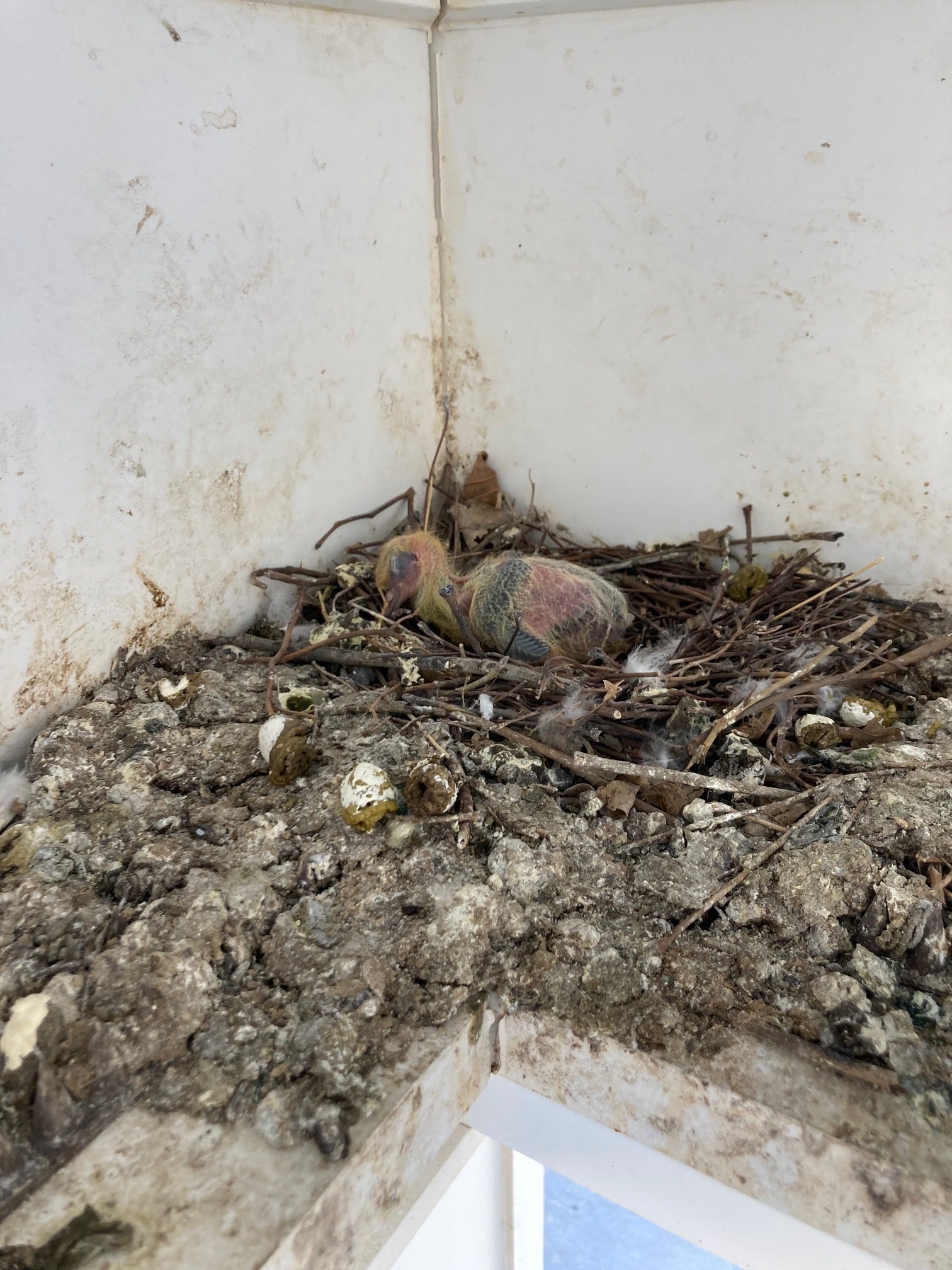 Pigeon Control in Columbia, MO - Critter Control