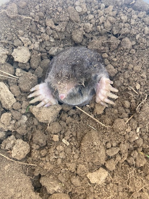 Premier Mole Control in Columbia, MO - Critter Control of Central Missouri