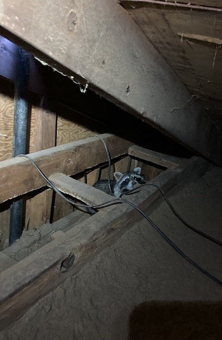Raccoon in Attic Removal - Critter Control of Central Missouri