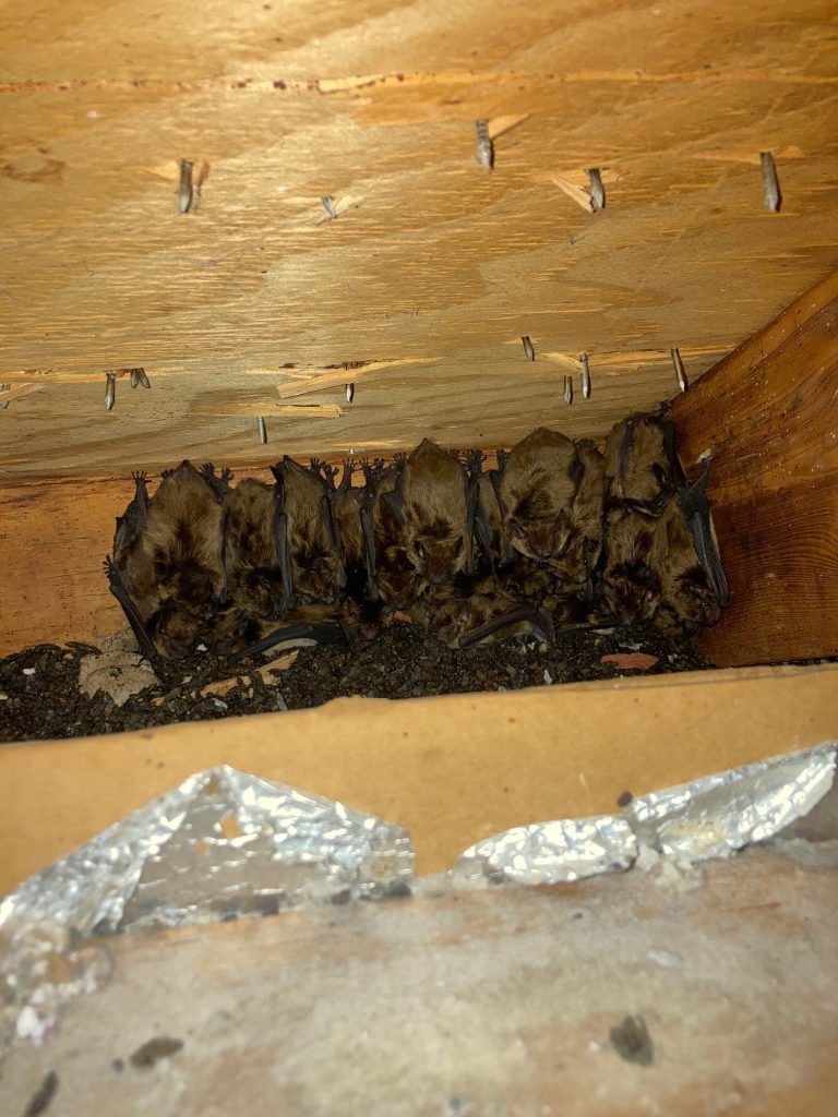 Bat Removal in Columbia, MO - Critter Control of Central Missouri