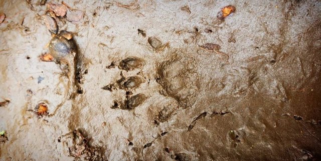 raccoon footprints in mud