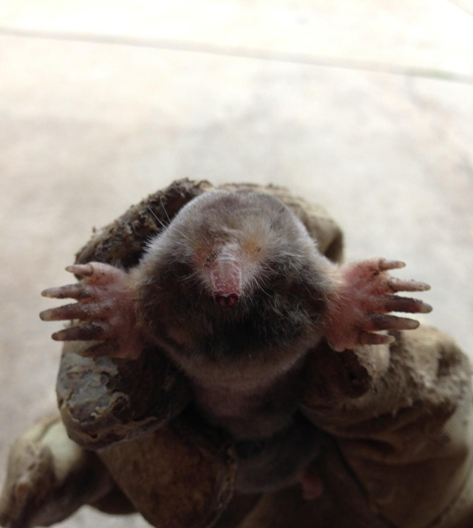 Mole Droppings: Mole Poop, Problems, & Removal | Critter Control