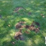 Moles in the Yard Control & Removal - Critter Control