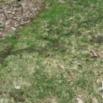 Moles in the Yard Control & Removal - Critter Control