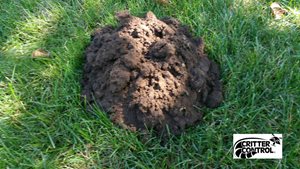 How to Get Rid of Moles in Your Yard - Critter Control