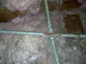 Can squirrels cause damage to your house? - Identify squirrel damage to ...