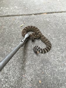 Snake Holes: Identification & Removal | Critter Control
