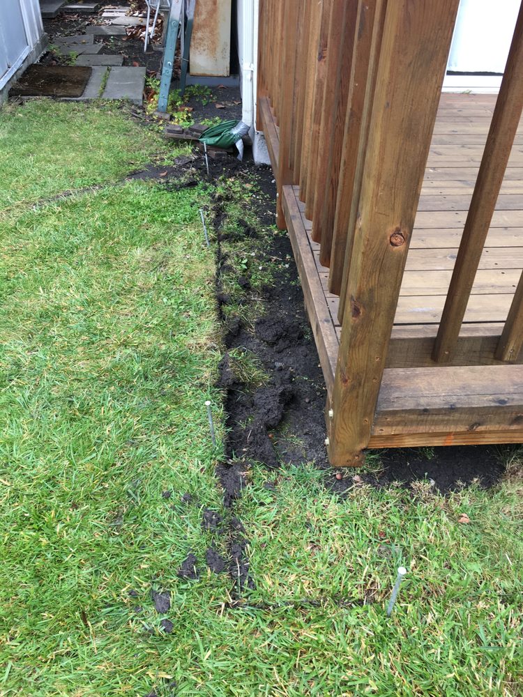 rabbits under decking