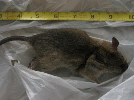 Roof rat control in Virginia Beach