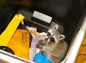 How to Get Raccoons Out of Your Trash | Critter Control