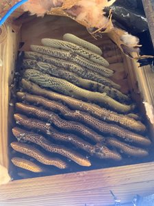 Bees Vs. Wasp - How to Identify The Different Stinging Insects